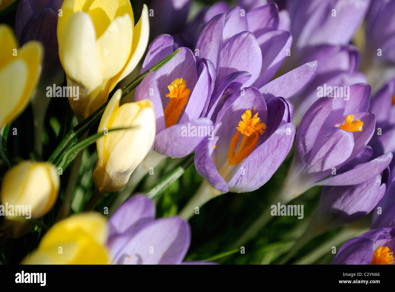 Autumn violet crocuses blossom hi-res stock photography and images - Alamy
