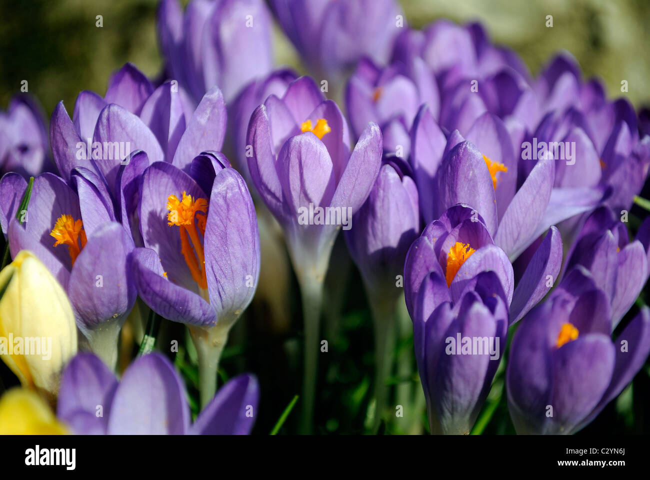 Close up shows early hi-res stock photography and images - Alamy