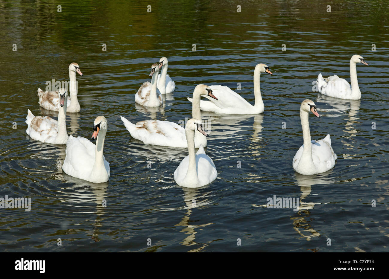 Swans swimming on canal water with reflections Stock Photo - Alamy