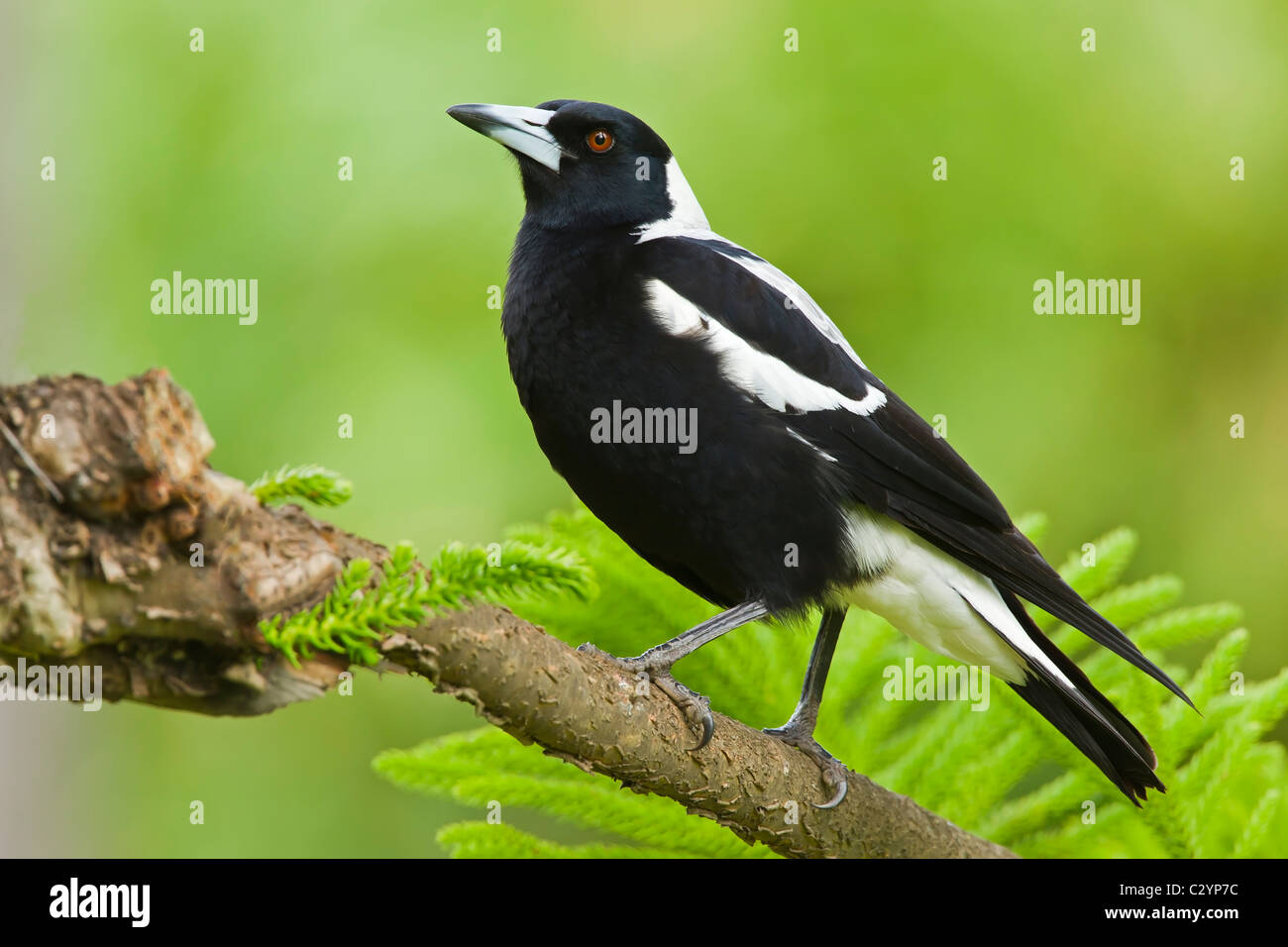 Australian Magpie High Resolution Stock Photography and Images - Alamy