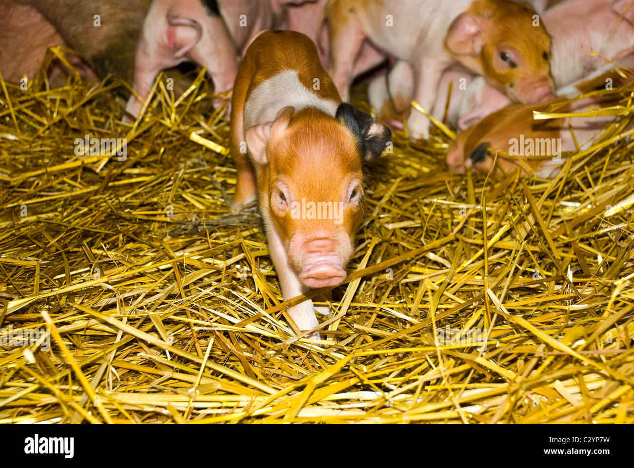 One day old piglet with attitude in front of image and others piglets ...