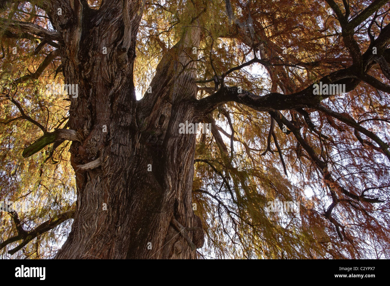 Montezuma cypress taxodium mucronatum hi-res stock photography and ...