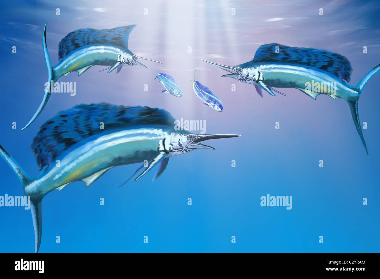 Three sailfish hunt for their prey Stock Photo - Alamy