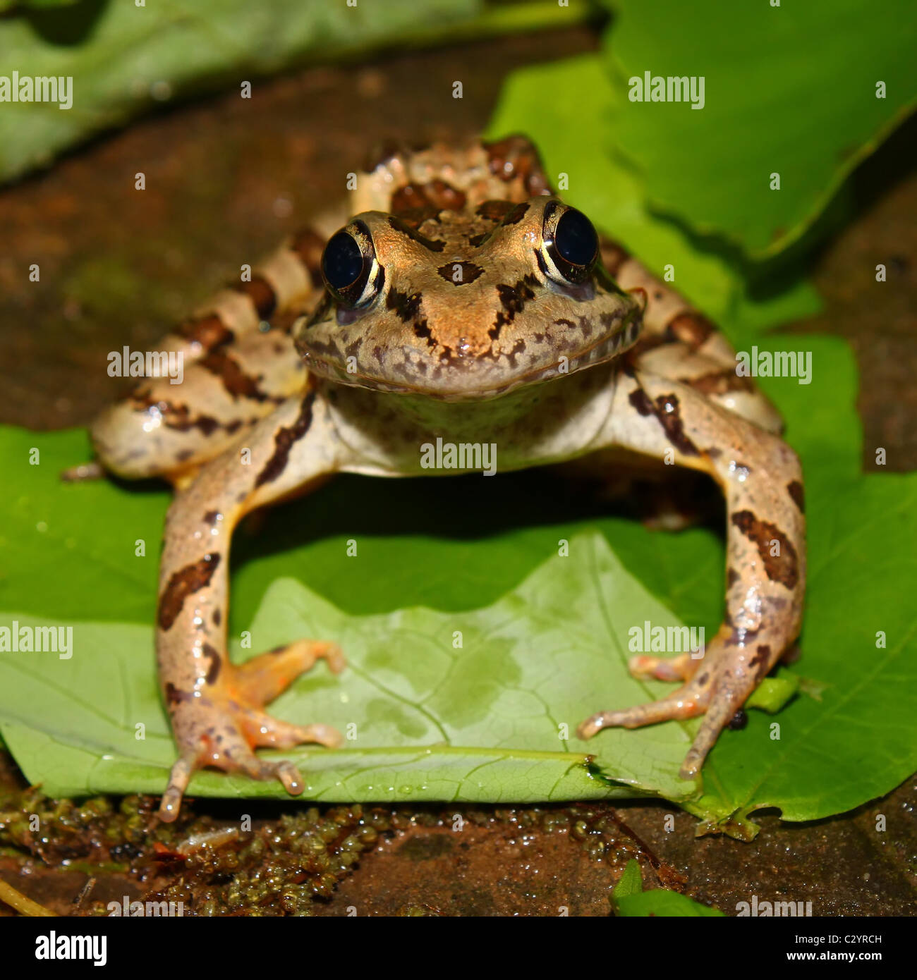 Pickerel Frog (Rana palustris Stock Photo - Alamy