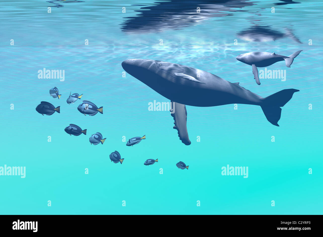 Mother and calf underwater hi-res stock photography and images - Alamy