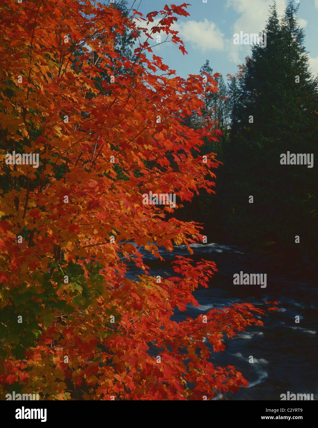 Sugar maple vermont tree hi-res stock photography and images - Alamy