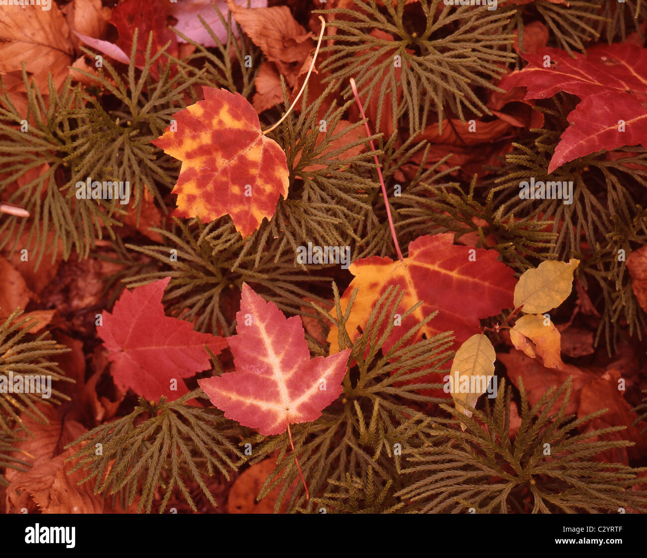 Fall Colored Leaves with Pine Stock Photo - Alamy