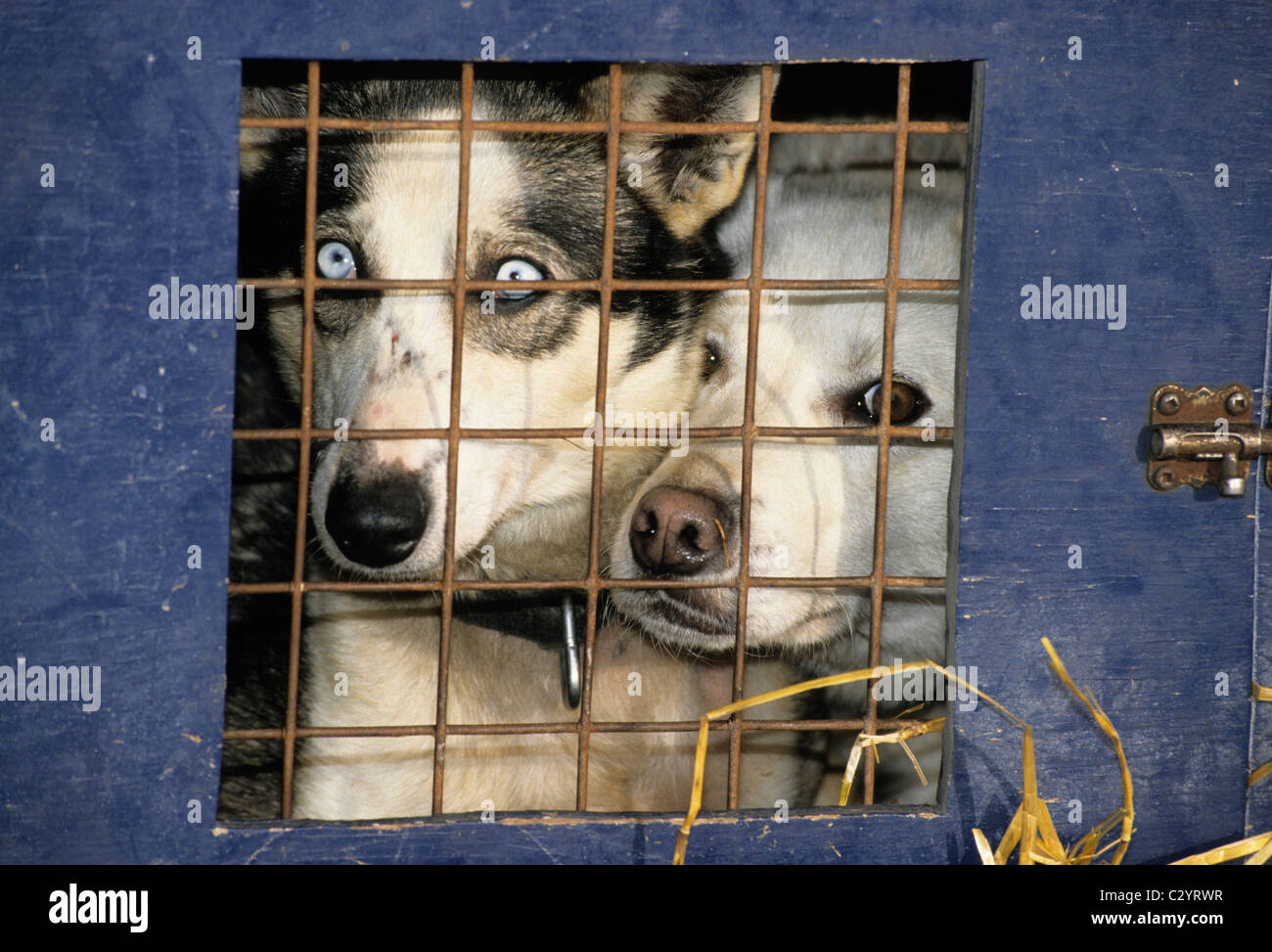Dog Mushing, Sled Dogs, Dog Sledding, Alaska Stock Photo - Alamy