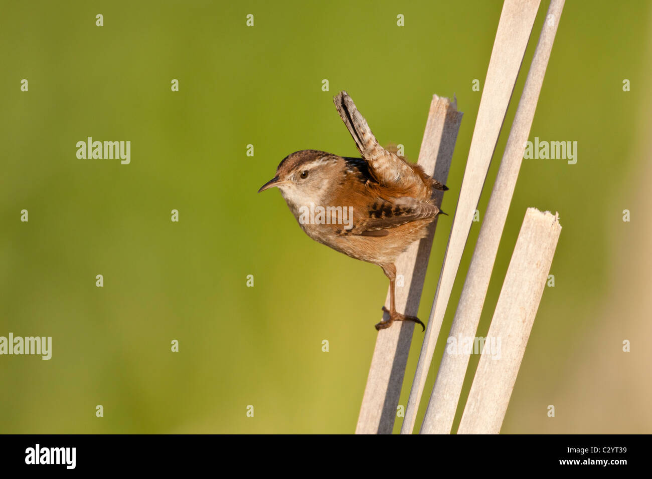 Marsh wren on territorial perch in marsh-Victoria, Brtisih Columbia ...