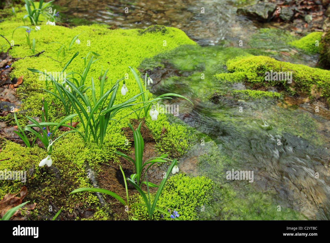 Flower river mountain hi-res stock photography and images - Alamy
