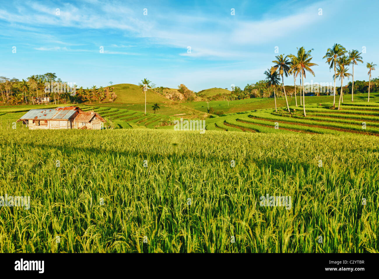 Paddy rice field at day time. Bohol. Philippines Stock Photo - Alamy