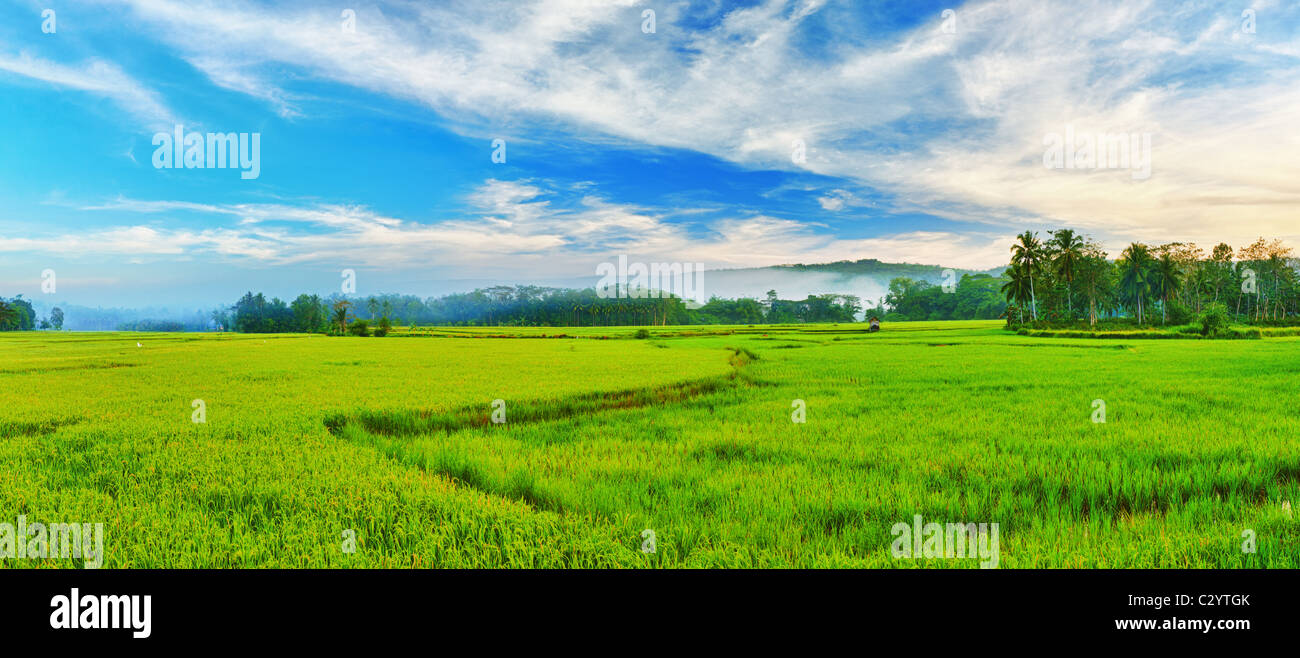 Panorama of the paddy rice field. Philippines Stock Photo - Alamy