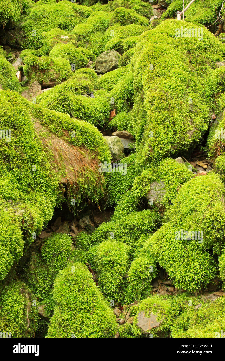 Stones covered with moss Stock Photo - Alamy