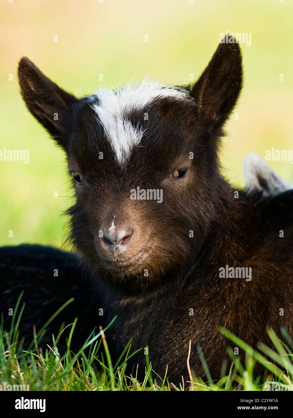 Feral goat kid resting in shade Stock Photo - Alamy
