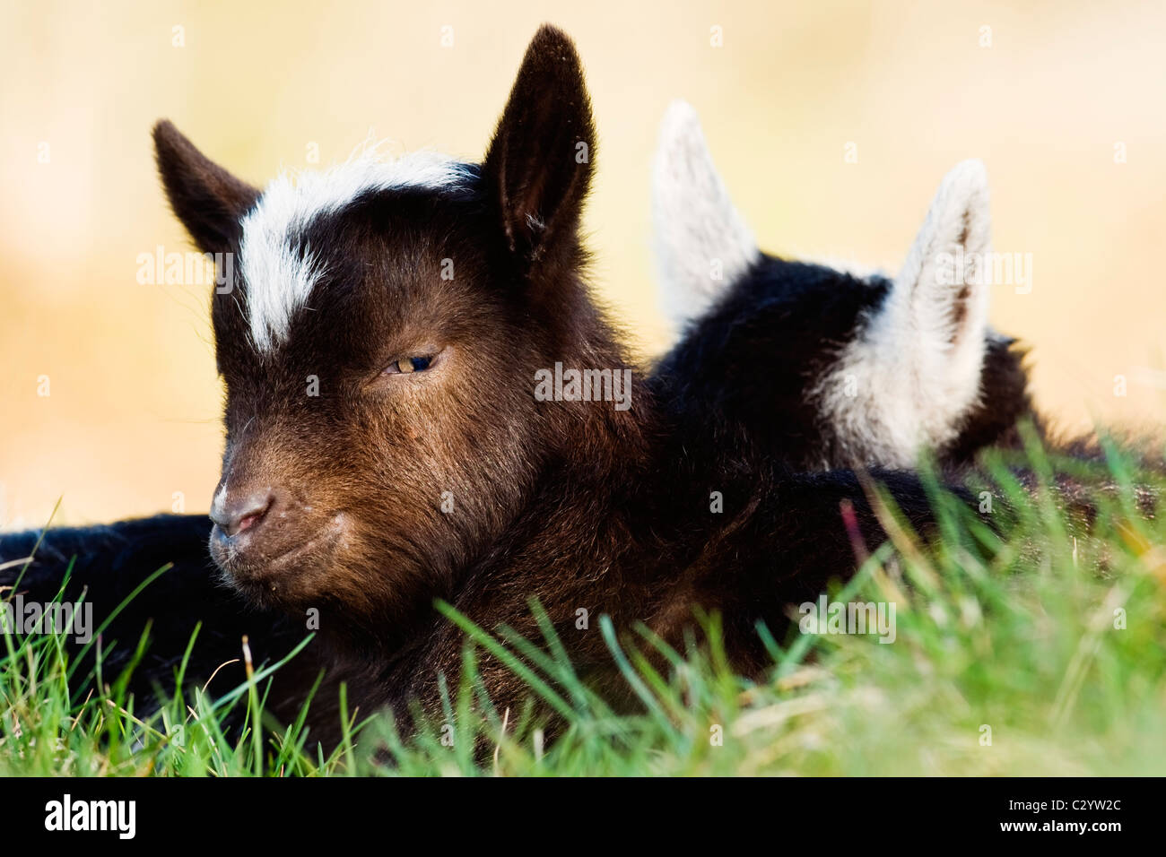 Mammals wild goats hi-res stock photography and images - Alamy