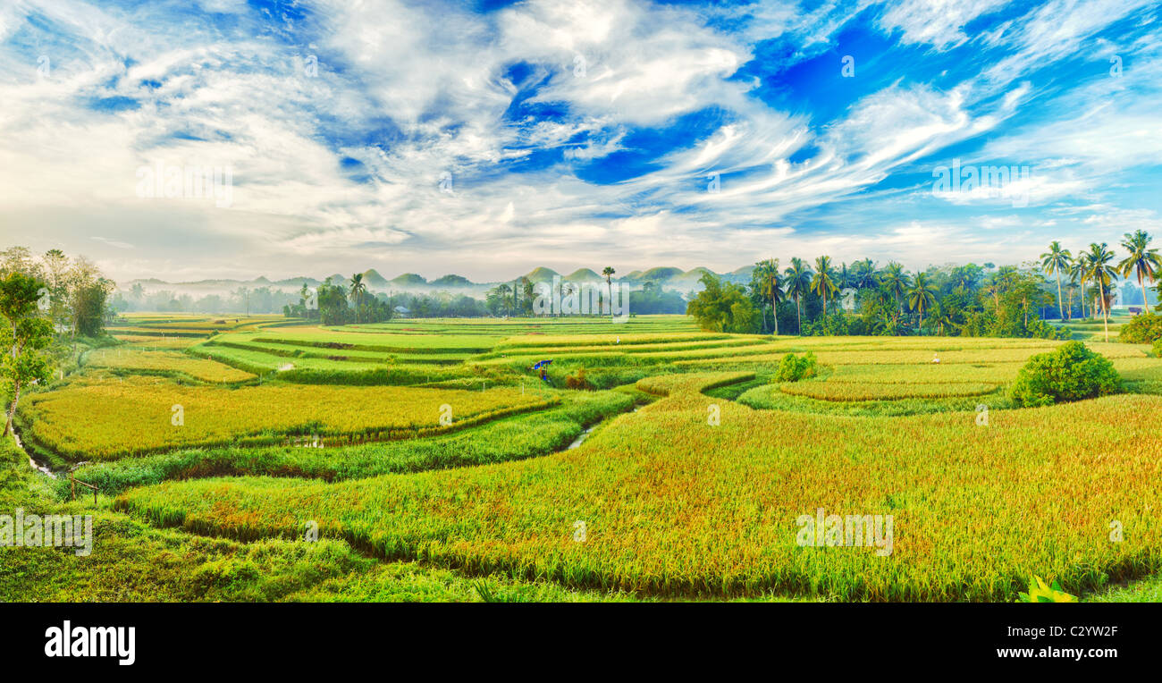 Panorama of the paddy rice field. Philippines Stock Photo - Alamy
