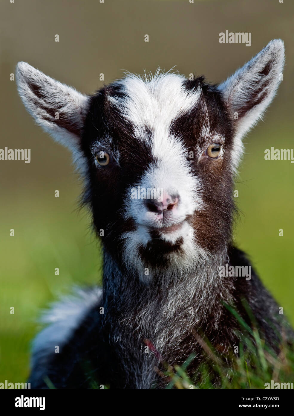 Feral goats hi-res stock photography and images - Alamy