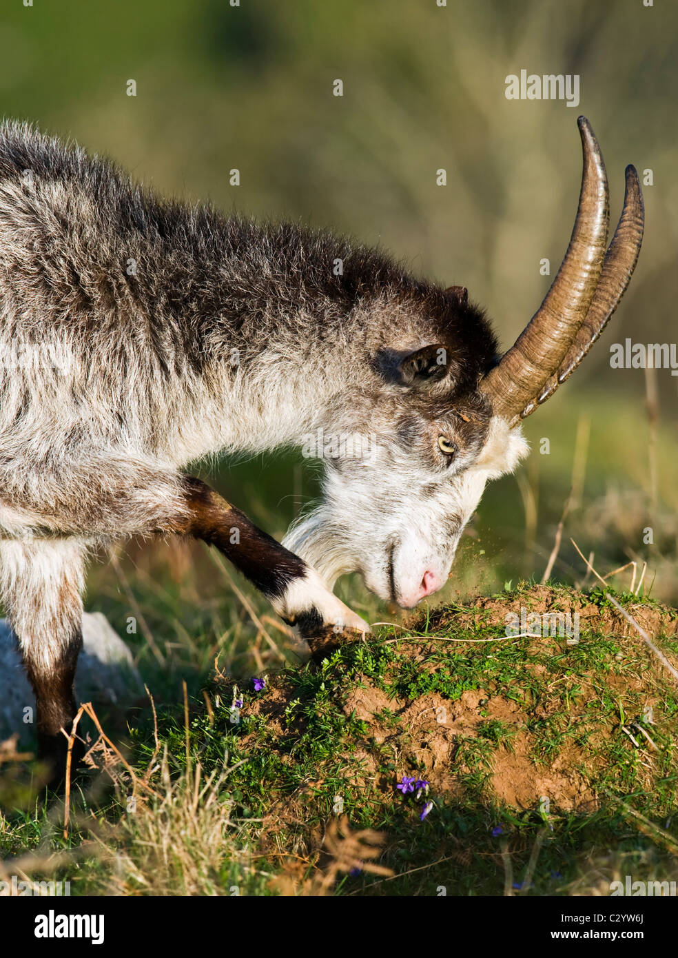 Feral wild goats grazing hi-res stock photography and images - Alamy