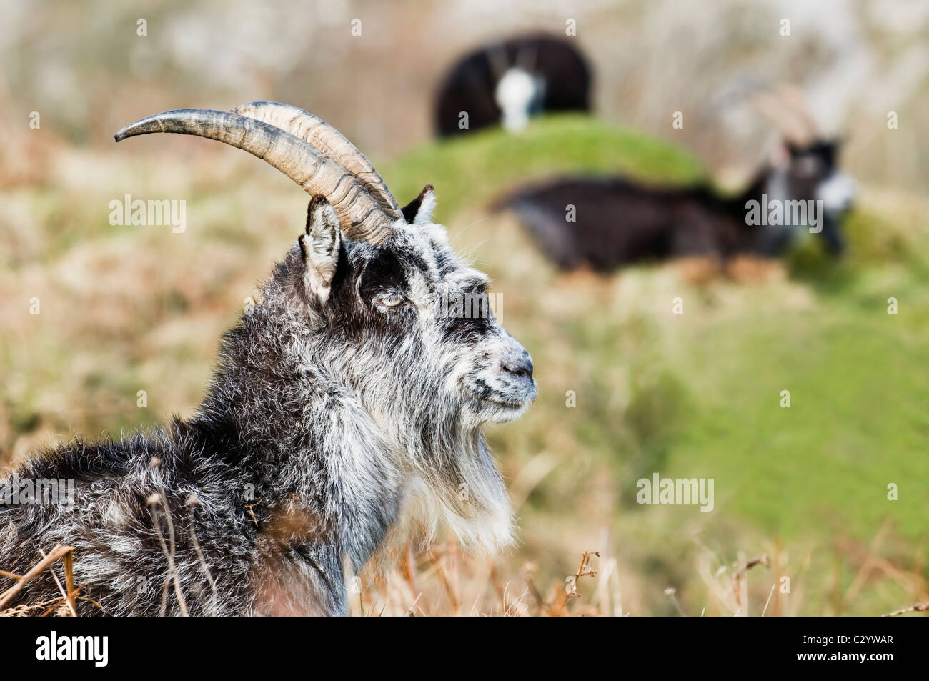 Feral goats hi-res stock photography and images - Alamy