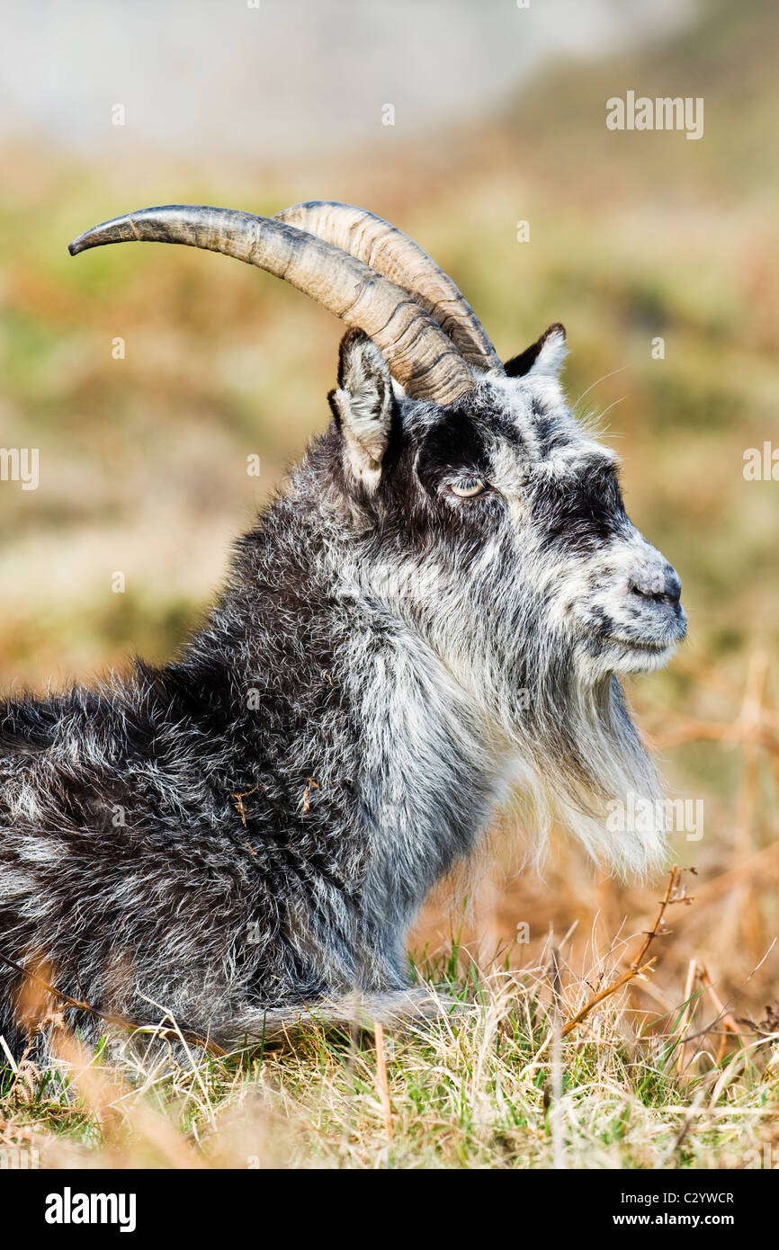 Feral Goat at rest Stock Photo - Alamy