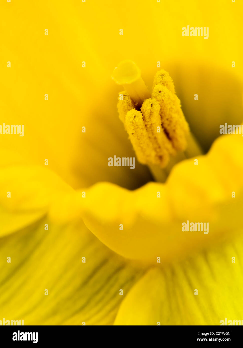Daffodil close up Stock Photo - Alamy