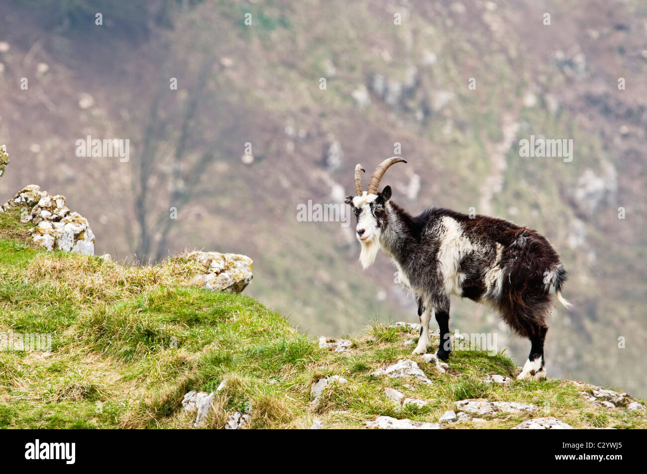 Feral Goat standing at cliff edge Stock Photo - Alamy