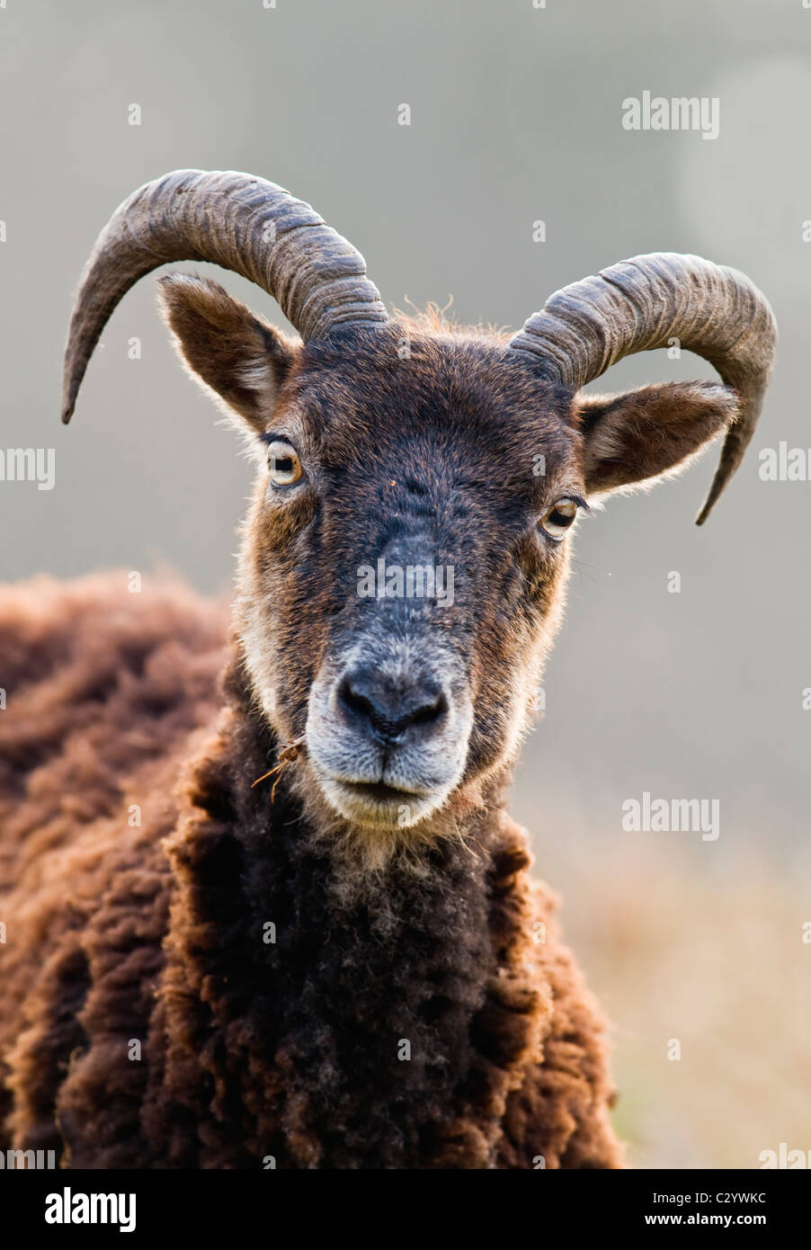 Soay sheep hi-res stock photography and images - Alamy