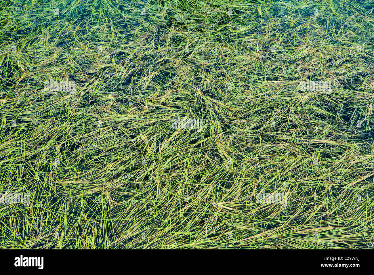 Interconnected ecosystems hi-res stock photography and images - Alamy