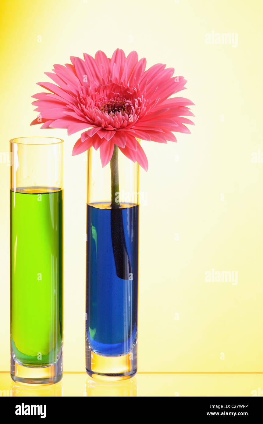 Vases with multi-coloured water on yellow background Stock Photo - Alamy