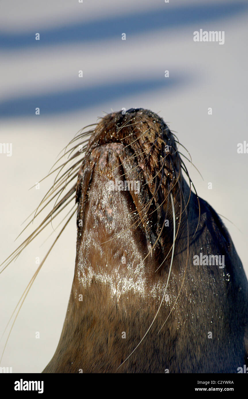 Galapagos Sea Lion Stock Photo - Alamy