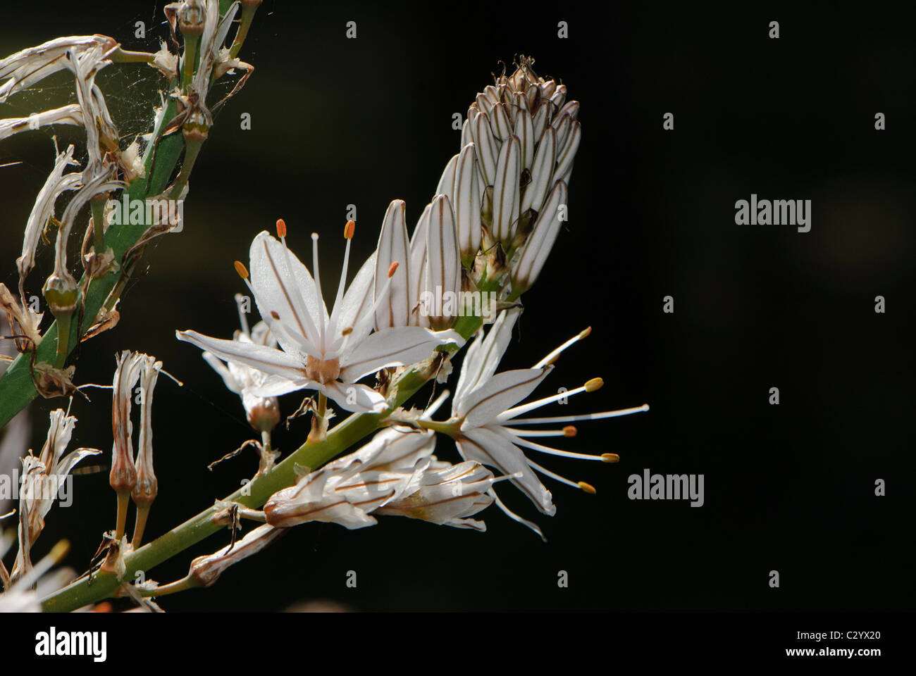 Asphodel hi-res stock photography and images - Alamy
