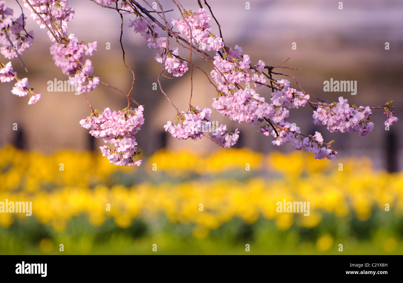 Spring blossom contrasts with spring daffodils, St James's park, London ...