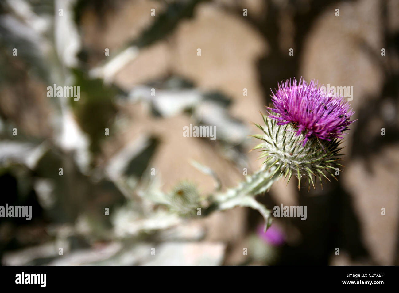 Thistle in bud hi-res stock photography and images - Alamy