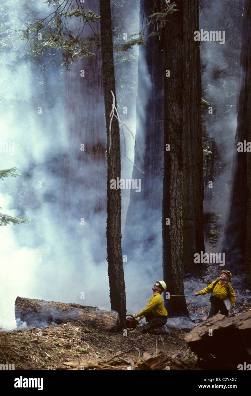 Tree felling, chainsaw, Wildland Fire, Prescribed Fire, Firefighters ...