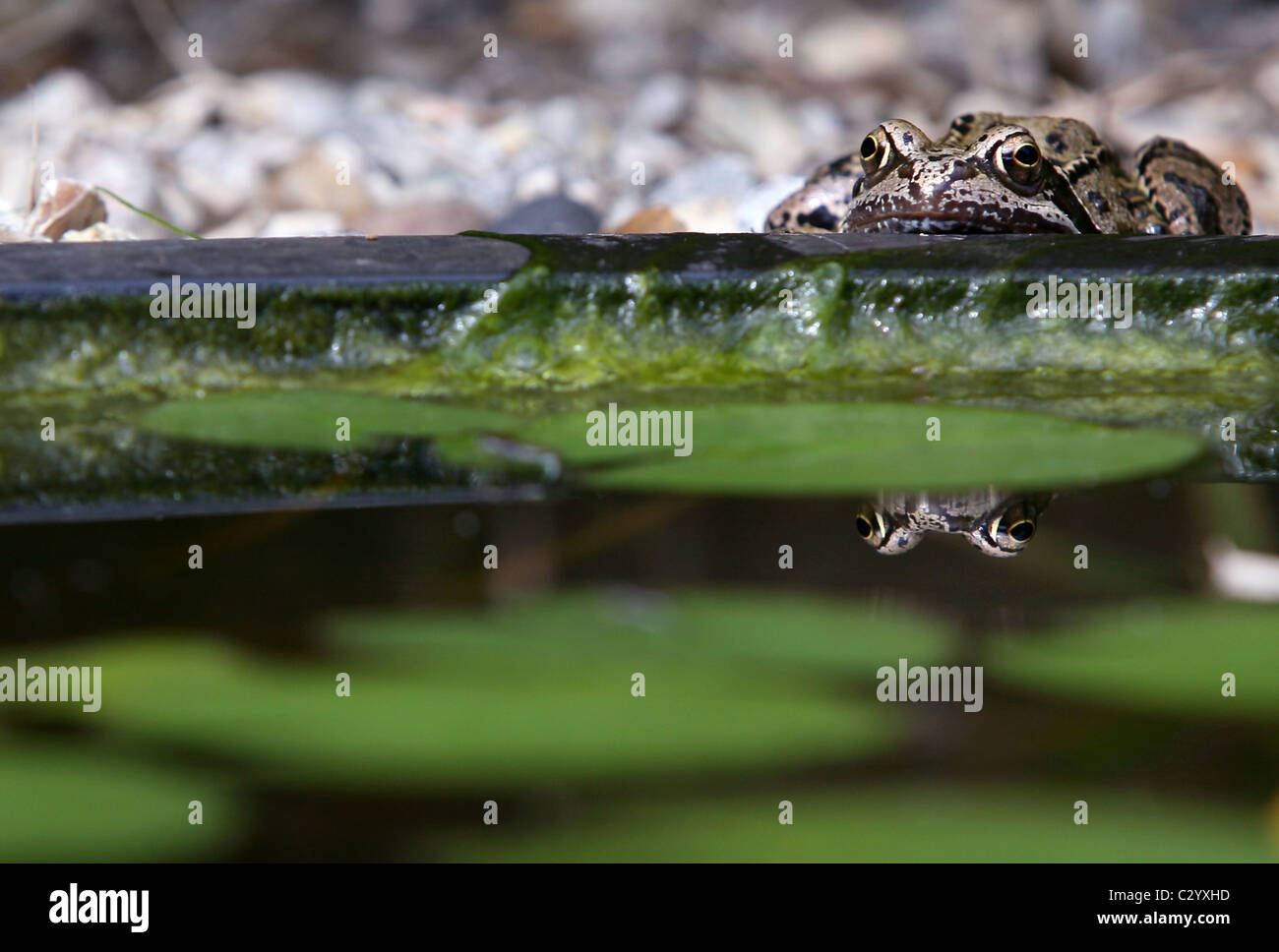 Common frog garden pond hi-res stock photography and images - Alamy