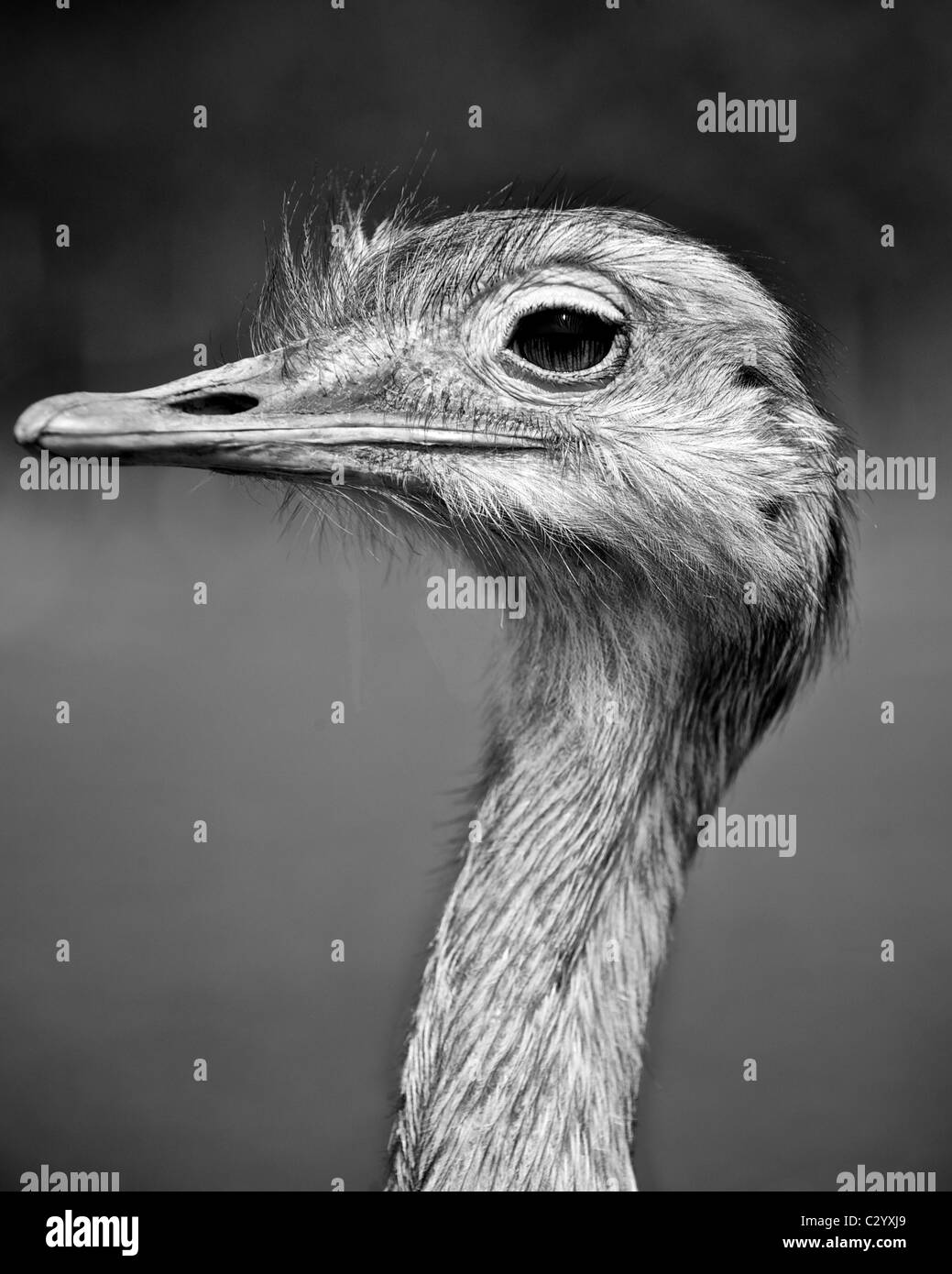 Animals of Chester zoo Stock Photo - Alamy
