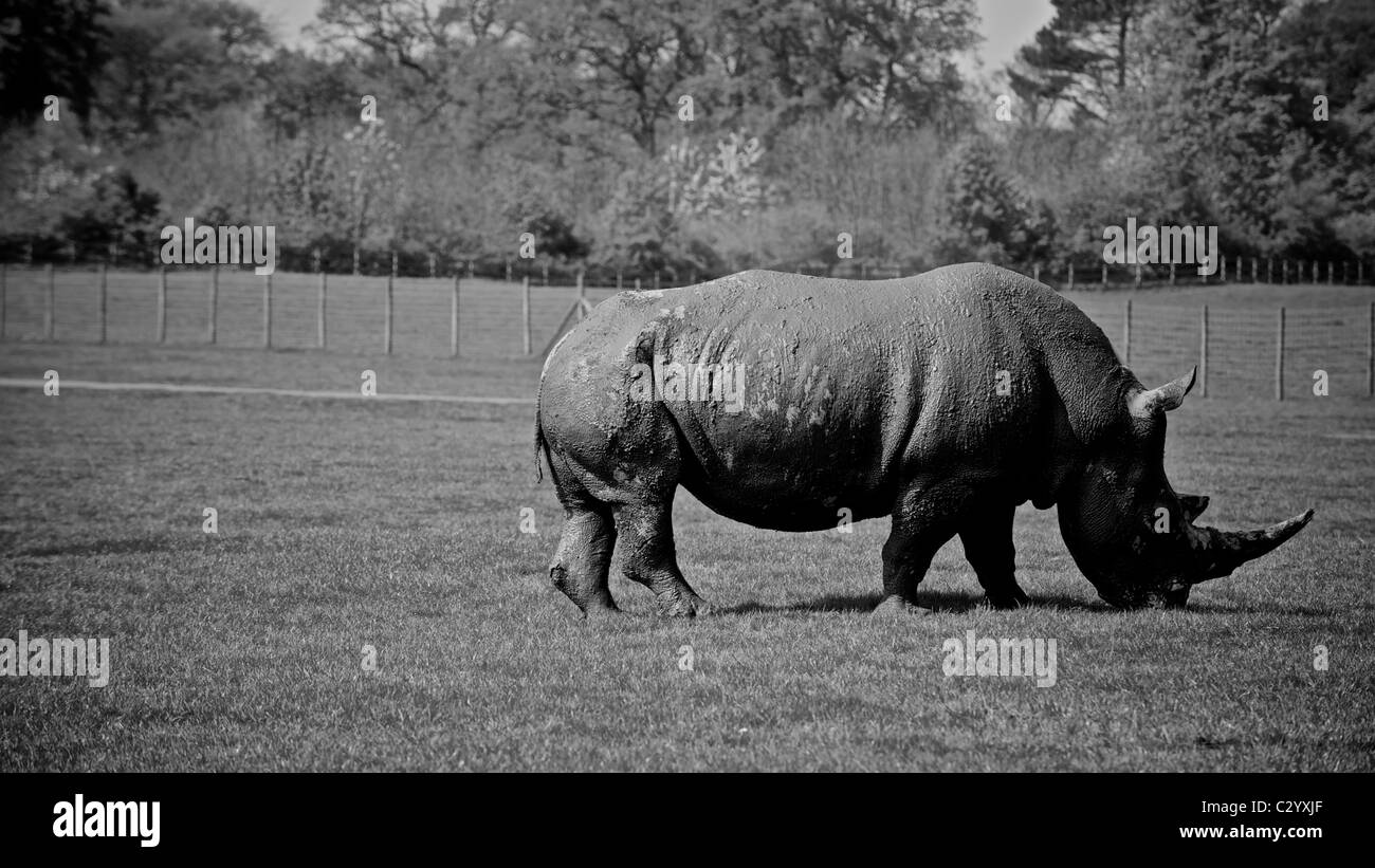 Animals of Chester zoo Stock Photo - Alamy