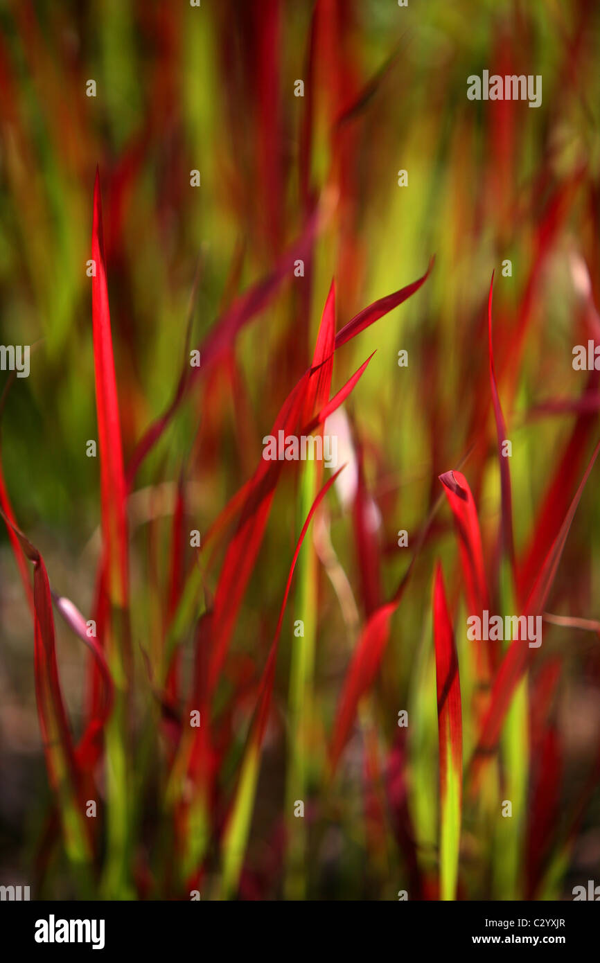 Japanese Blood Grass Imperata cylindrica 'Red Baron' Stock Photo - Alamy