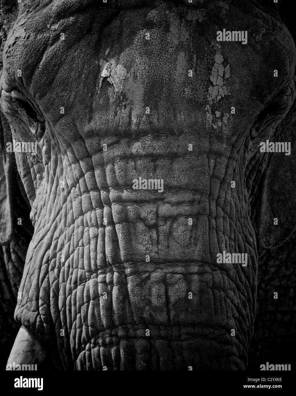 Animals of Chester zoo Stock Photo - Alamy