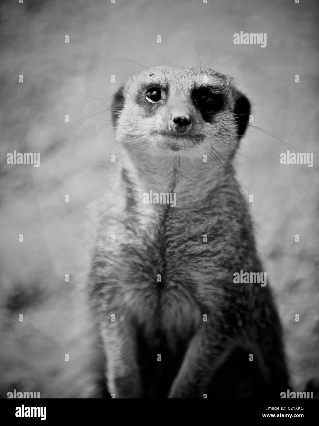 Chester zoo Black and White Stock Photos & Images - Alamy