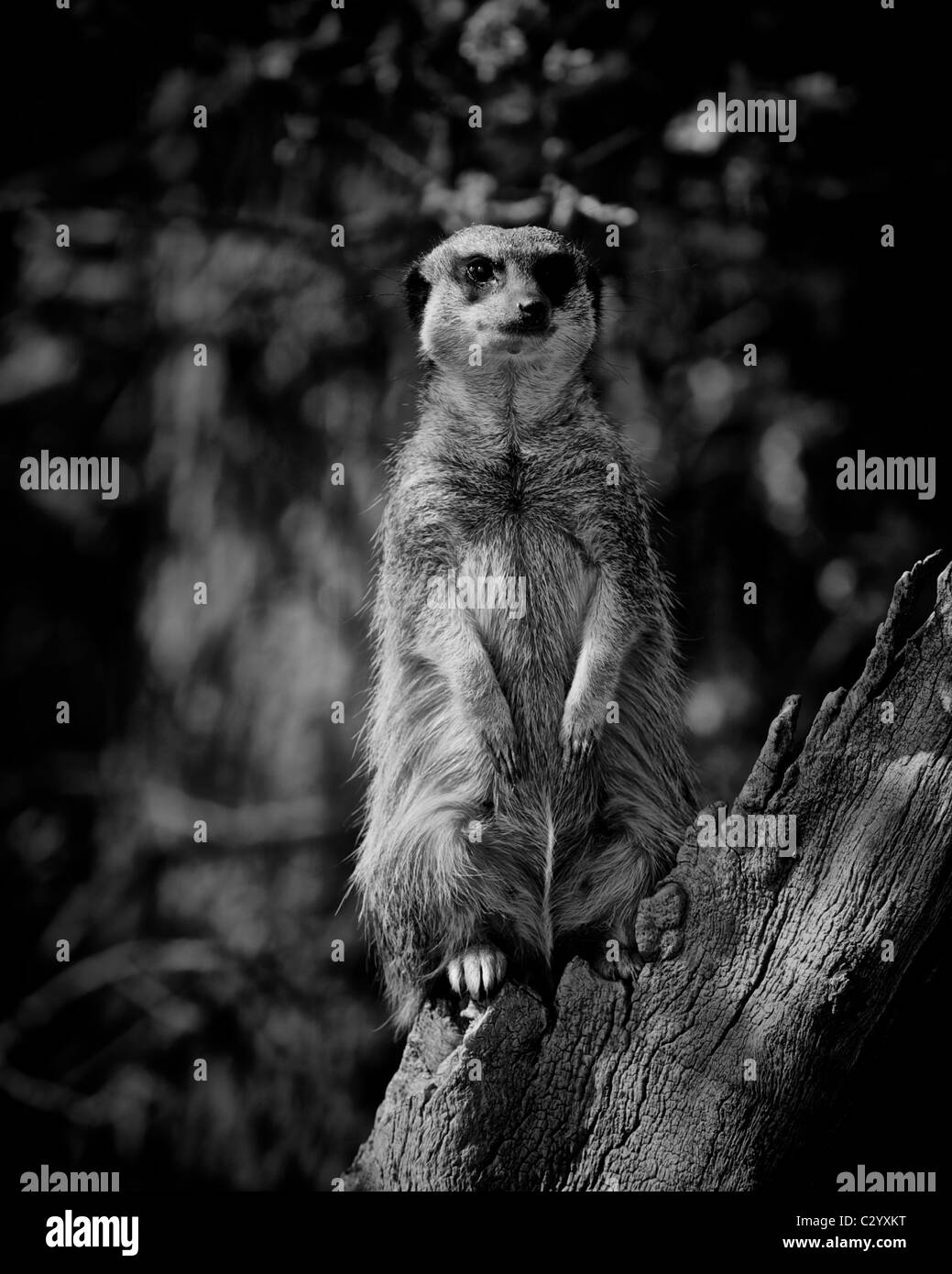 Animals of Chester zoo Stock Photo - Alamy