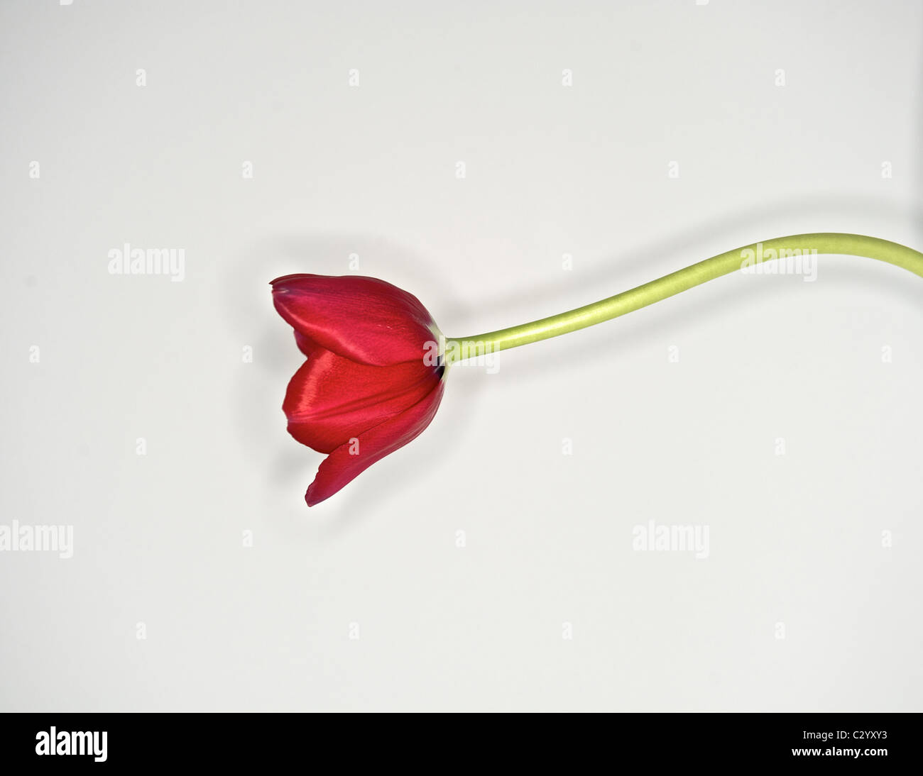 A single red tulip Stock Photo - Alamy