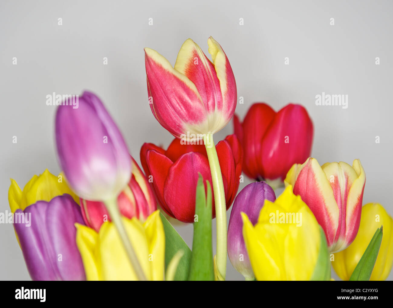 A bunch of colourful tulips Stock Photo - Alamy