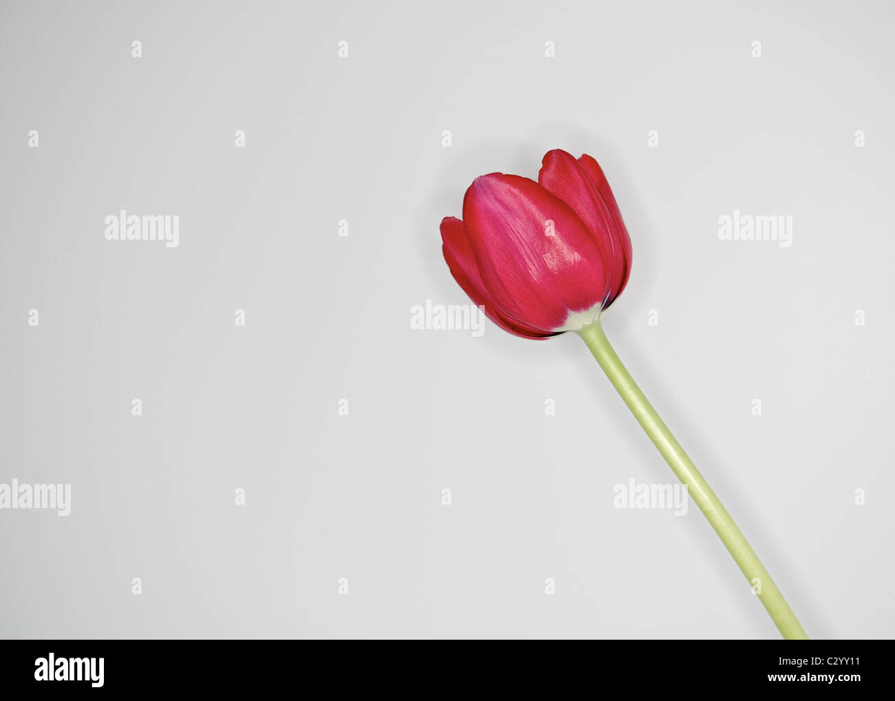 A single red tulip Stock Photo - Alamy
