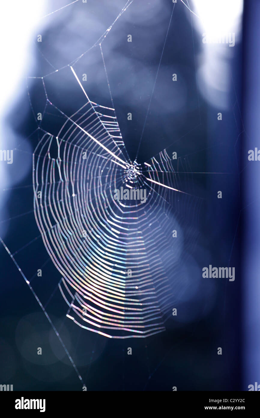 Cobweb with dew reflecting the spectrum Stock Photo - Alamy