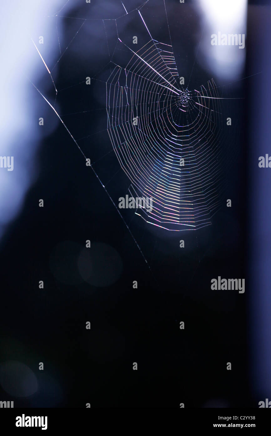 Cobweb with dew reflecting the spectrum Stock Photo - Alamy