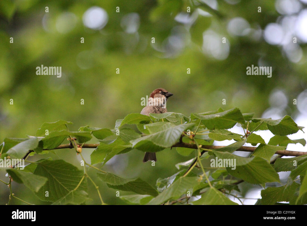 Small Bird Perched Stock Photo - Alamy