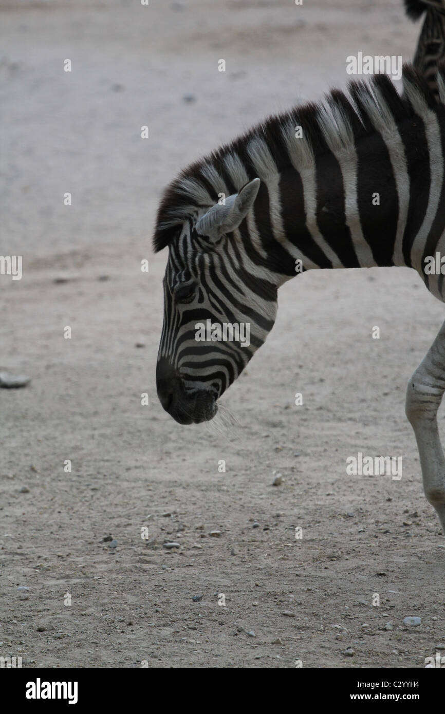 Animal zebra hi-res stock photography and images - Alamy