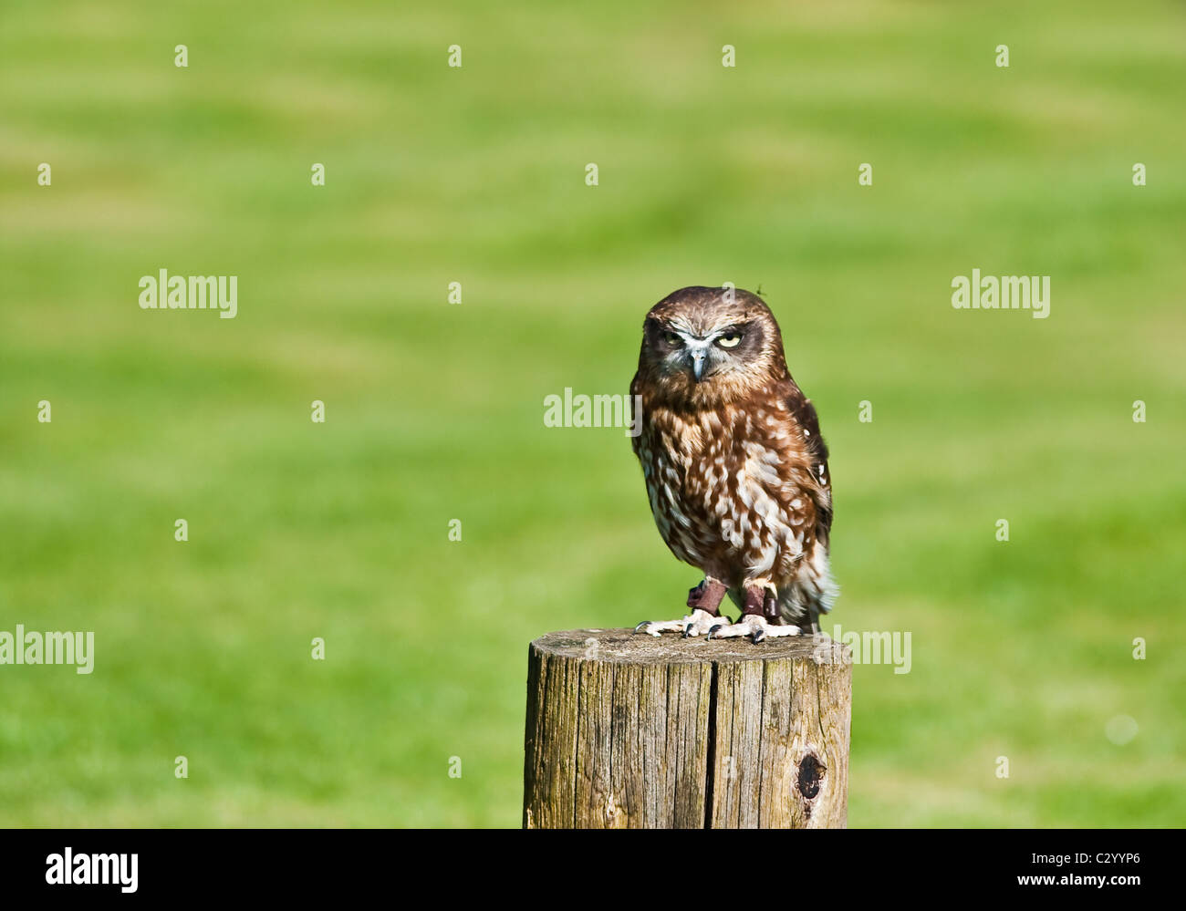 Predator nocturnal hi-res stock photography and images - Alamy