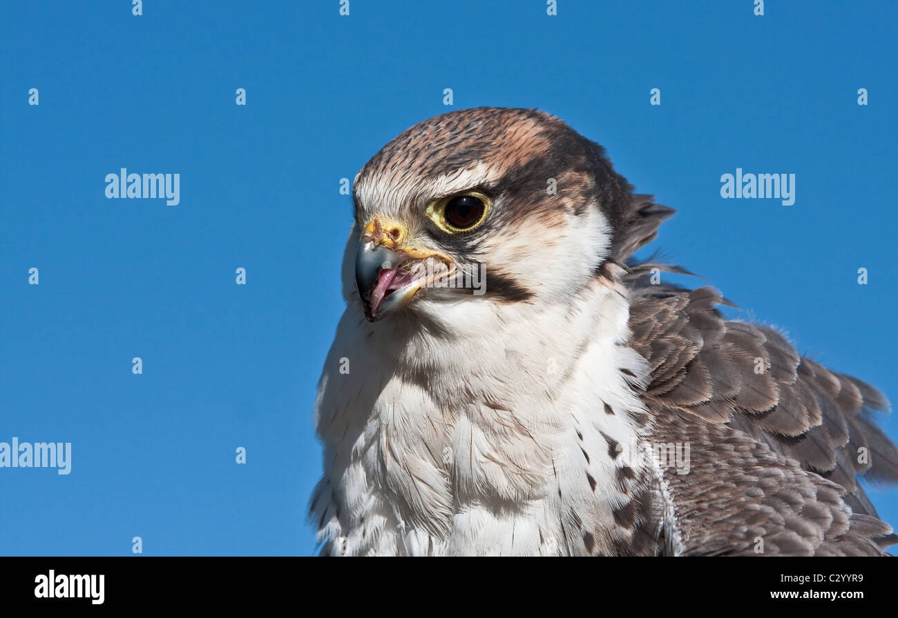 A Lugger Falcon Stock Photo - Alamy